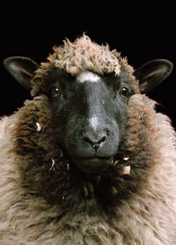 Allah Mode: Toronto Life Magazine – BlossomPure Organic